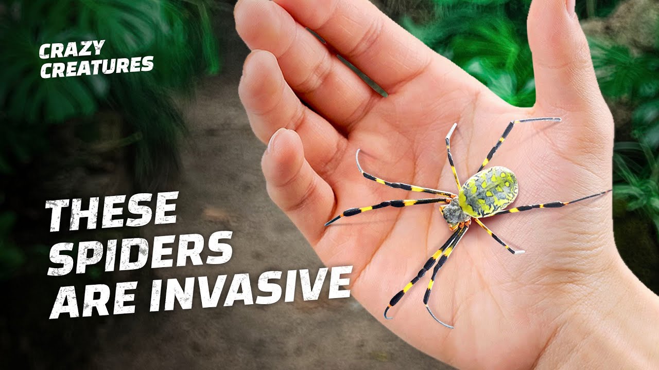 Joro Spiders: The East Asian Arachnids Invading North America