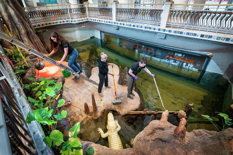 Claude, San Francisco's famous white alligator, celebrates 3 decades