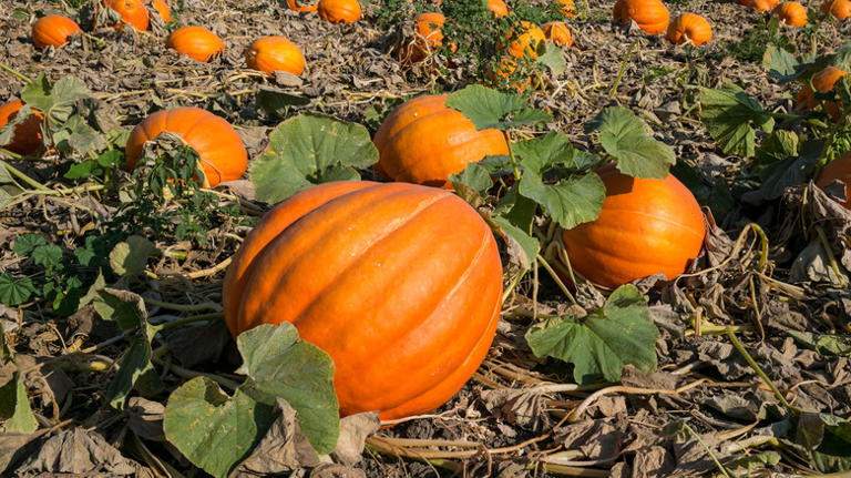 How To Tell If Your Pumpkins Are Overcrowded (And How To Fix It)