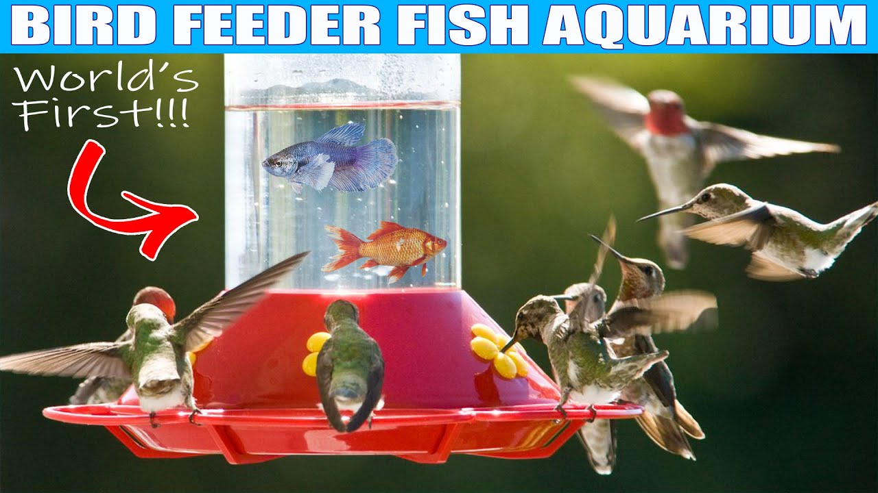 World’s First Bird Feeder Turned Into a Fish Aquarium