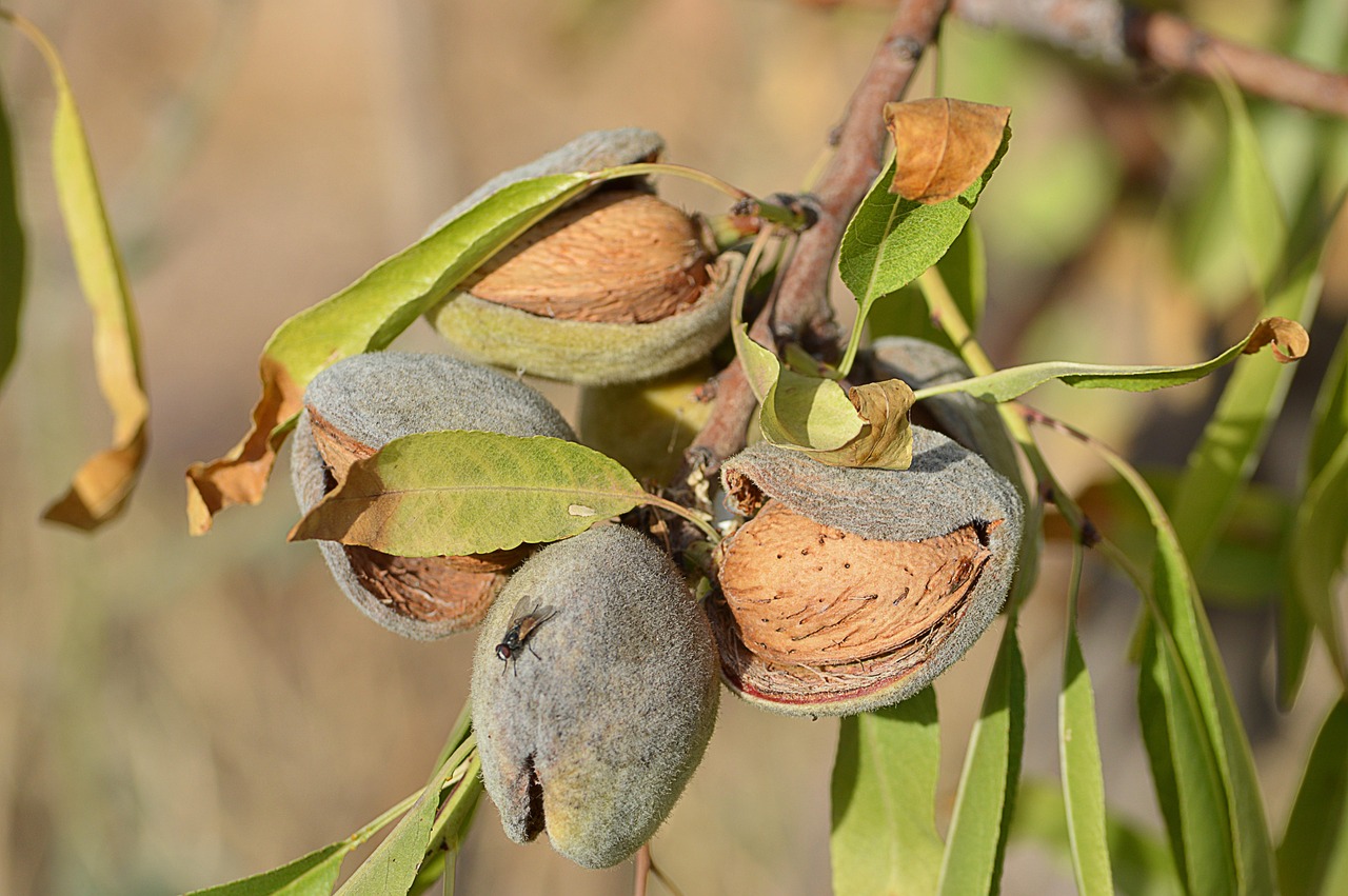 The Water Impact of Almonds, Avocados, and Cash Crops