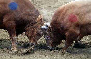 Animal rights groups call on Cheongdo County to end annual bullfighting ...
