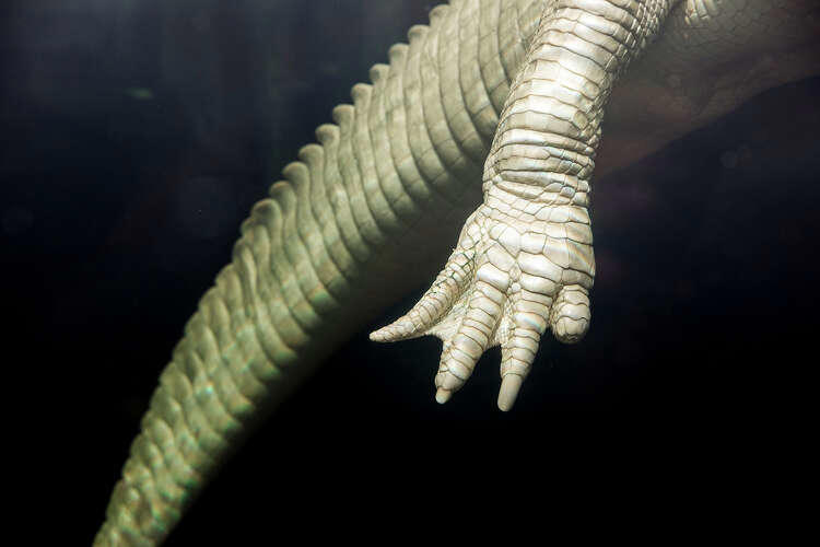 Claude, San Francisco's famous white alligator, celebrates 3 decades