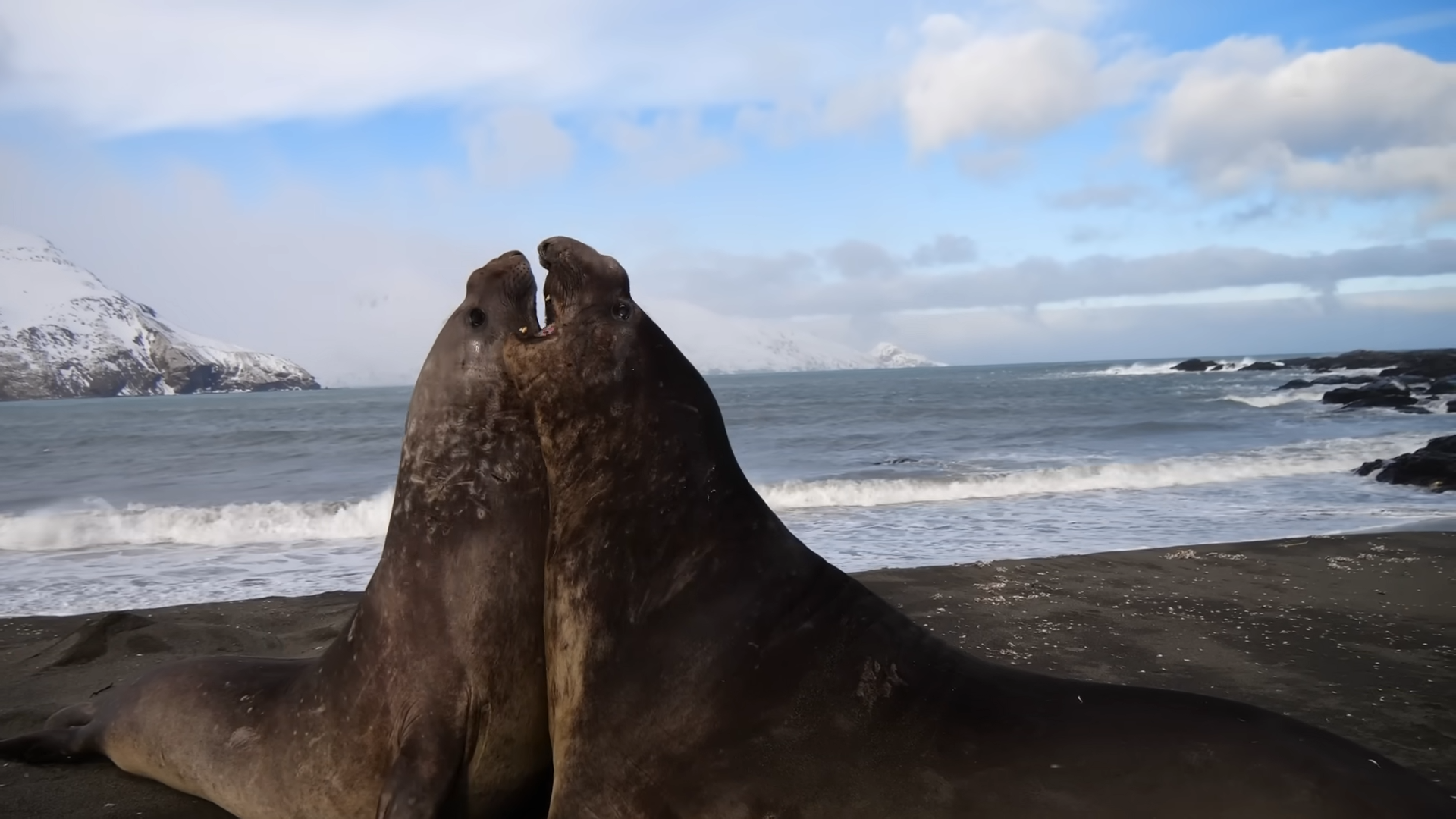 This Mammal Can Dive Over a Mile Deep Into the Ocean