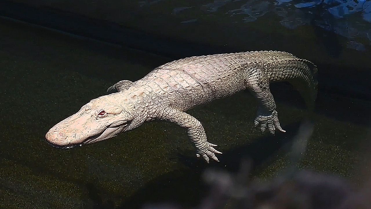Claude the albino alligator turns 30 years old in San Francisco