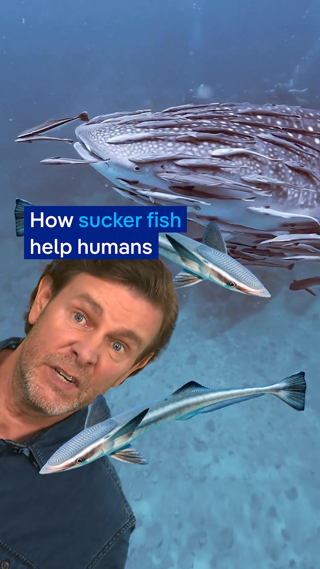 How sucker fish help humans