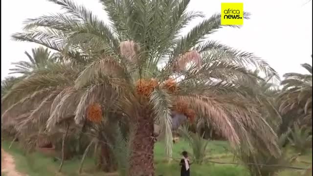 Maroc : la saison de la récolte des dattes débute dans le Tafilalet