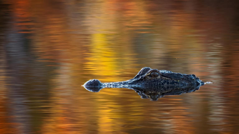 This Louisiana Parish Is The Perfect Fall Destination Brimming With ...