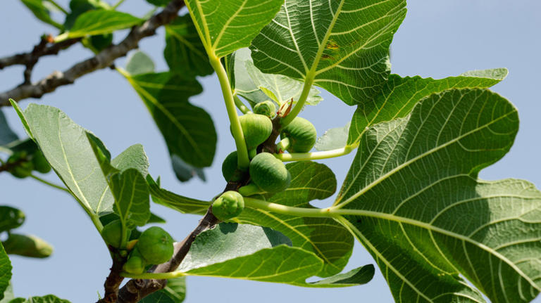 16 Fast-Growing Trees You Should Plant In September To Transform Your ...