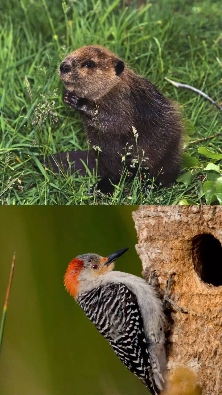 From Beavers to Pufferfish: 10 animals with astonishing habitat ...