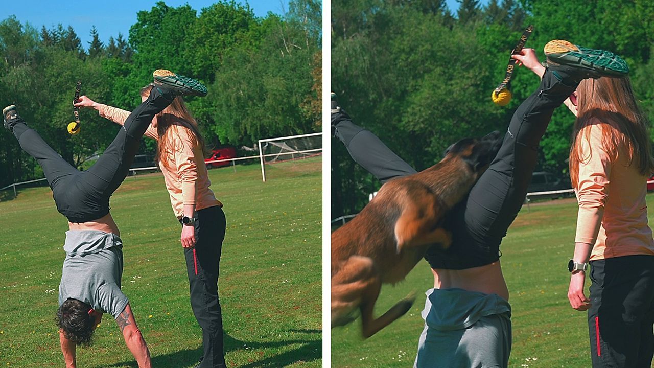Hund springt nach Ball – dann wird es für den Besitzer schmerzhaft