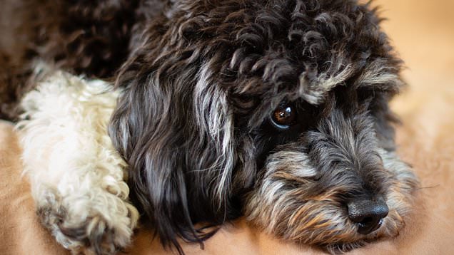 Trappola mortale di viale Toscana: fermato Michele Di Rosa, uno dei ...