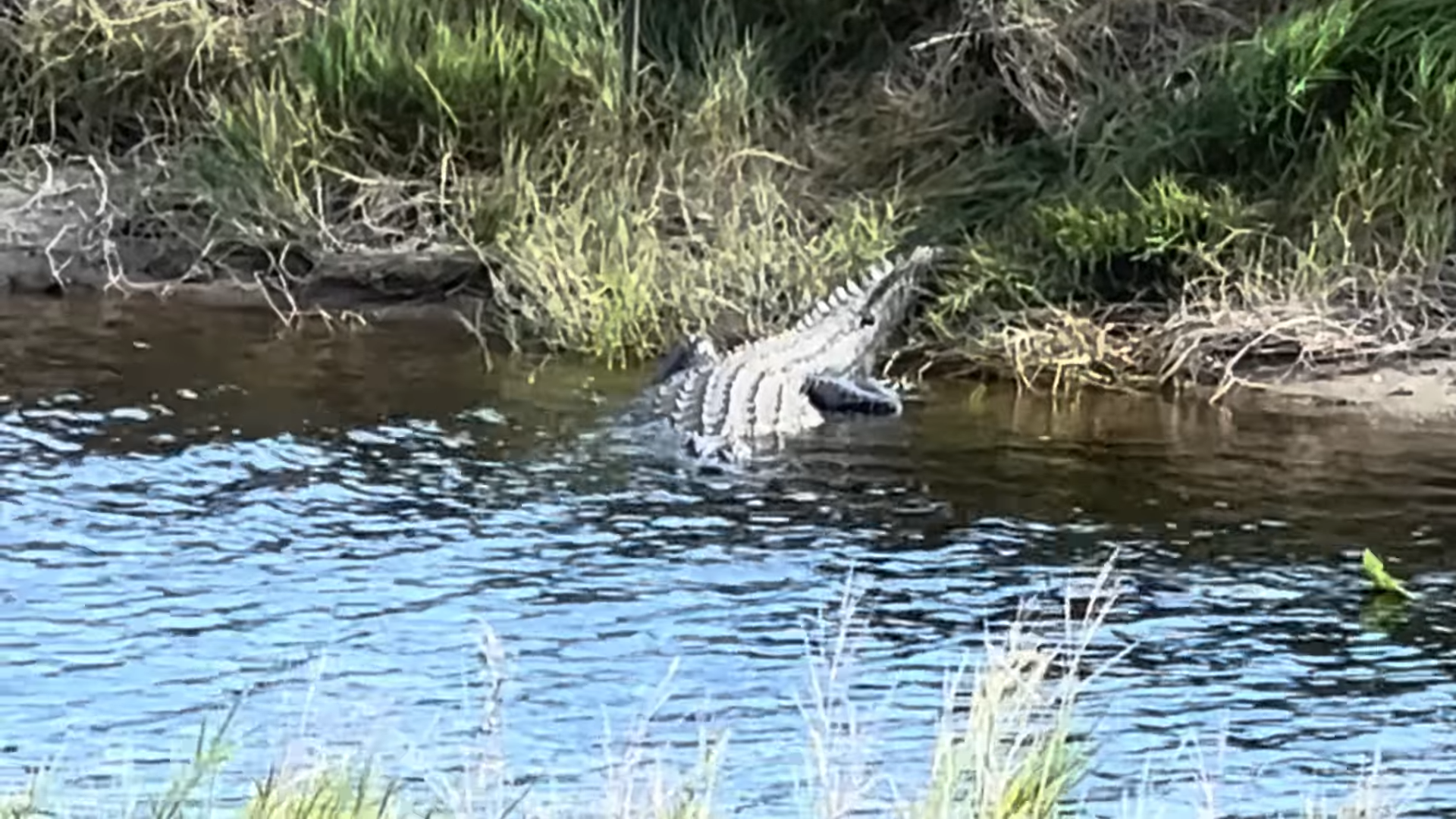 Rescuing Fish Trapped in a Dangerous Alligator Mud Pit