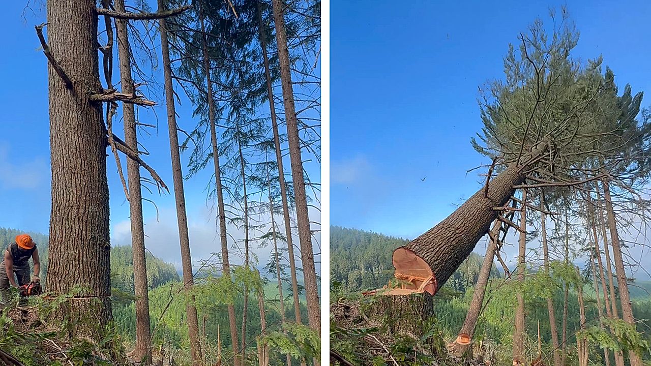 Lumberjack knocks down row of trees like dominoes