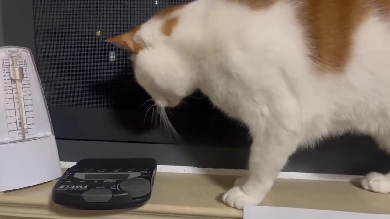 Curious cat flinches at ticking metronome
