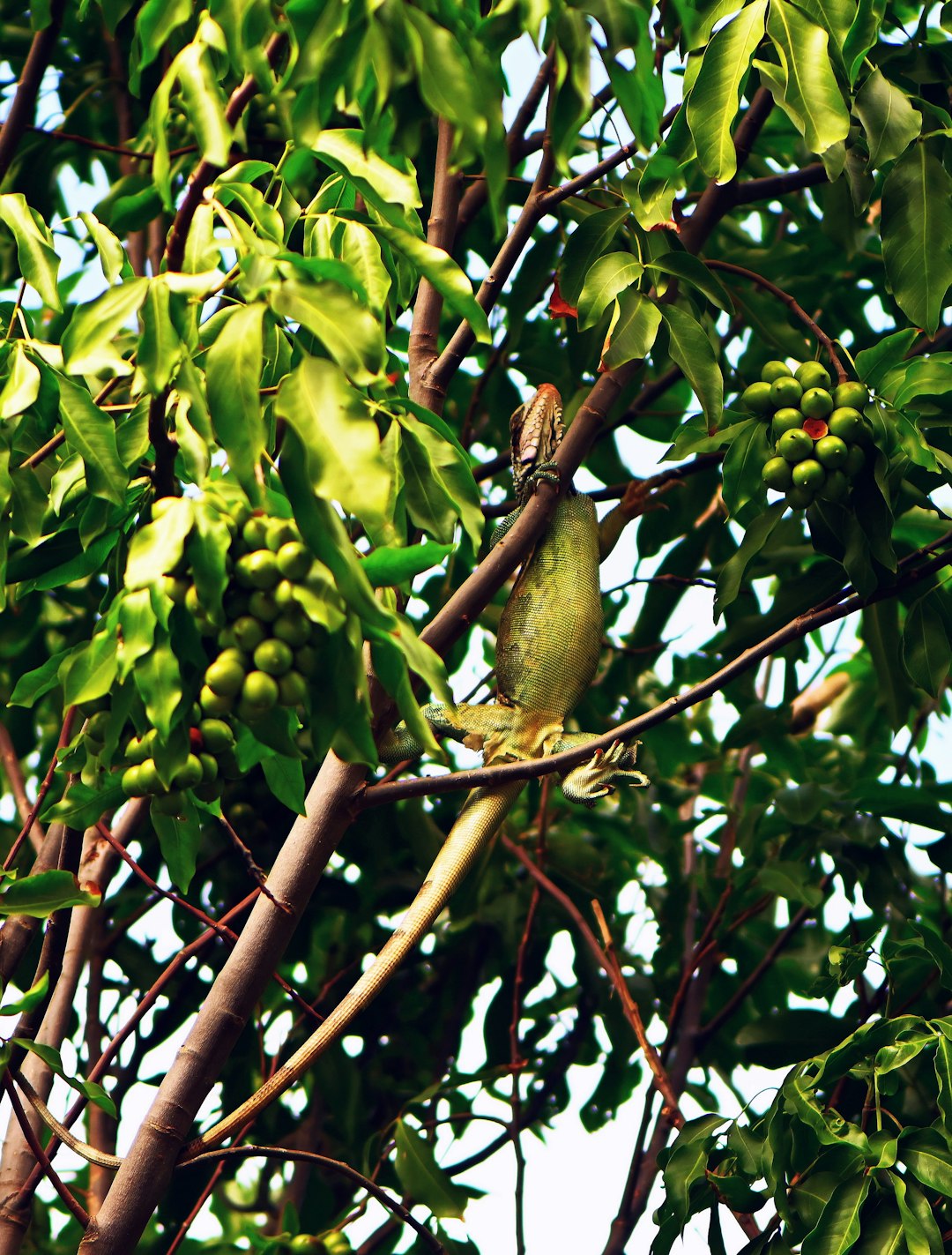 The Water Impact of Almonds, Avocados, and Cash Crops