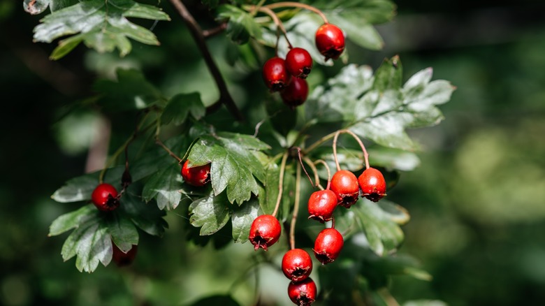 Shrubs & Trees That'll Keep Robins Visiting Your Yard Year-Round