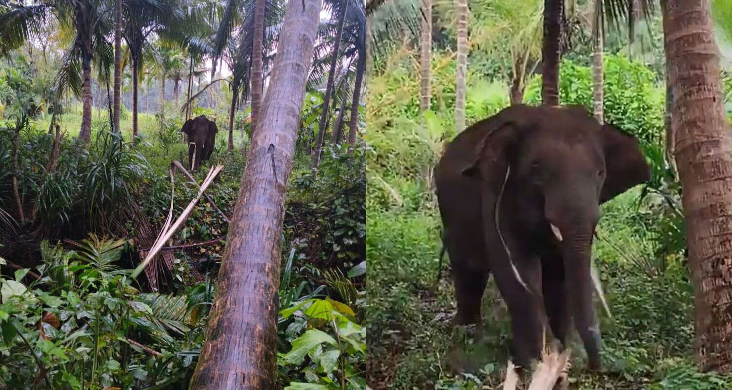 Stray elephant Omkar sparks fear and awe in Goa village