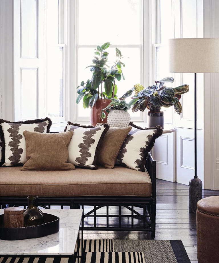 Rubber plant looking bare? Houseplant experts swear by this simple ...