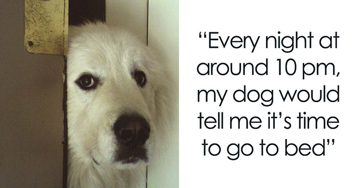 30 Funny And Bizarre Things Pets Do According To Their Owners Who Claim ...