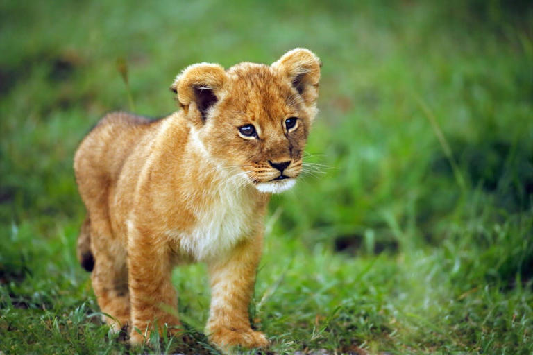 Precious Lion Cub Discovering Her New Stuffies Is Too Cute for Words