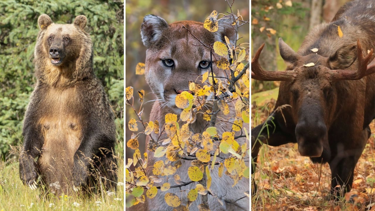 Bears, cougars and moose, oh my: Wildlife warnings abound in Kananaskis ...