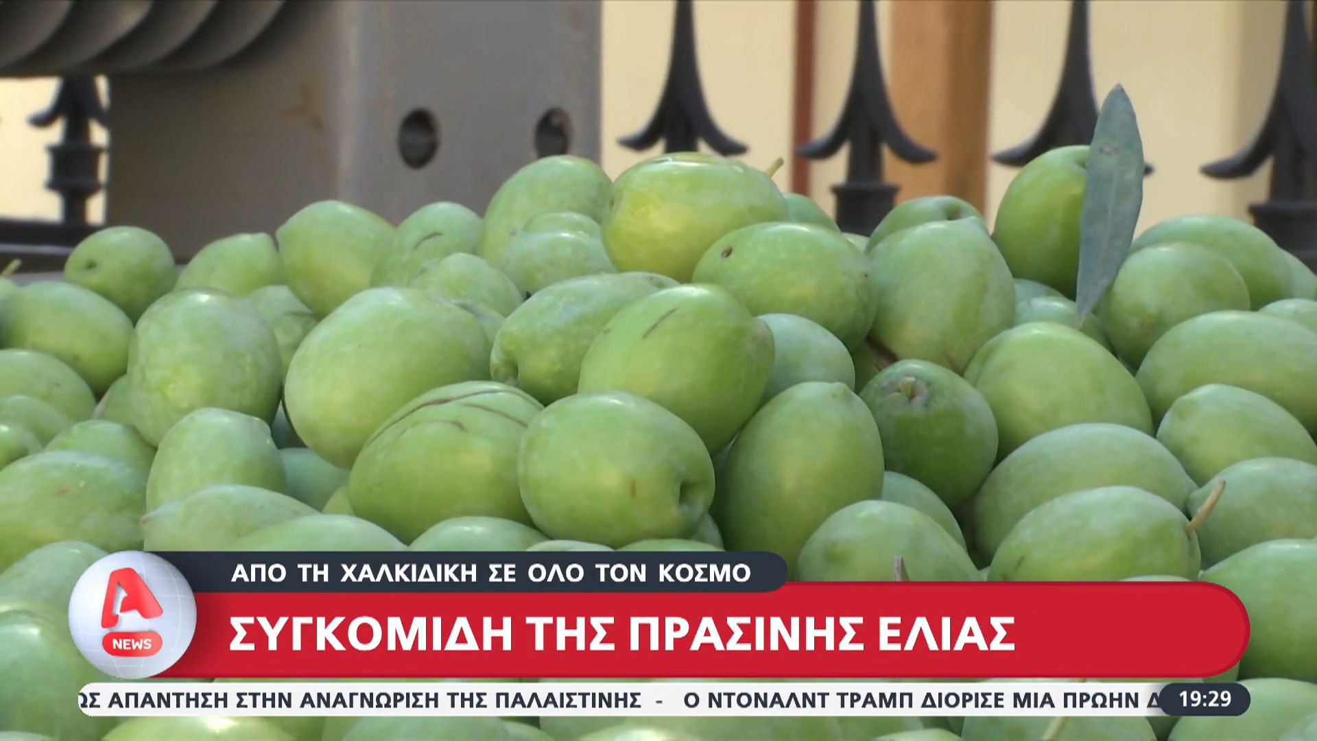Συγκομιδή της πράσινης ελιάς στη Χαλκιδική