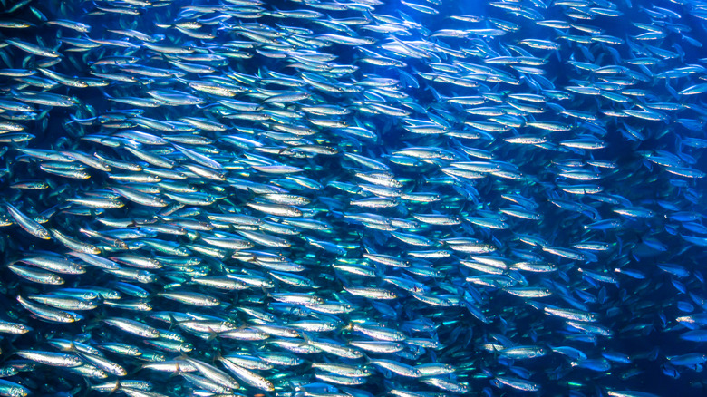 The Ultimate Guide To Anchovies
