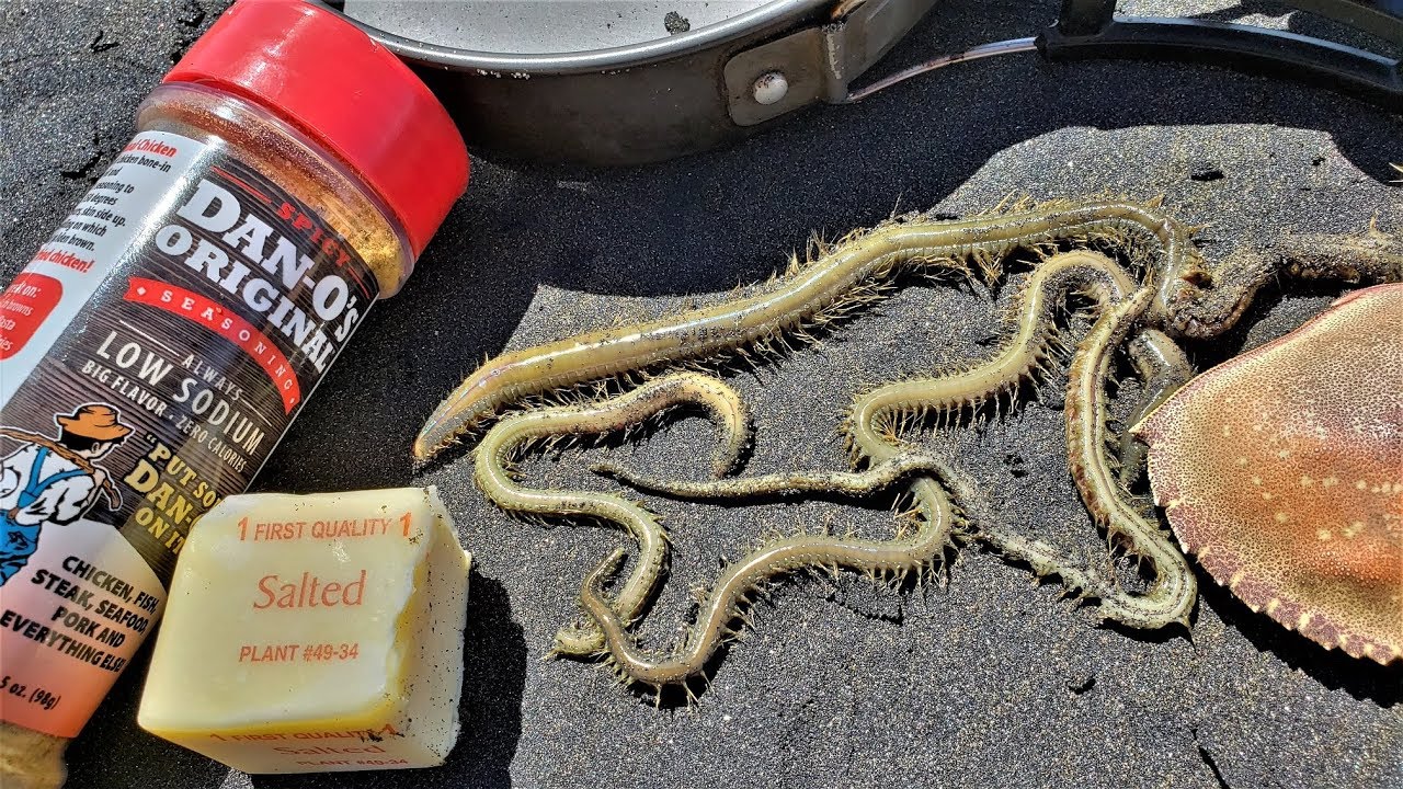 Sandworms as food? Exploring an unusual coastal delicacy