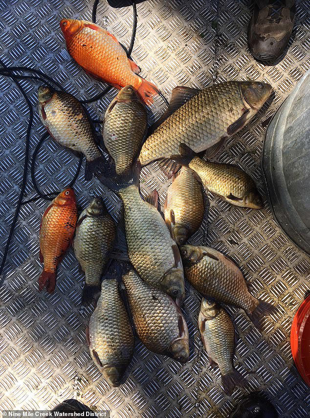 Terrifying invasion of pet goldfish dumped at lake that leads to ...