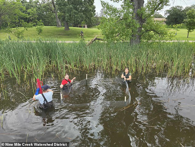 Terrifying invasion of pet goldfish dumped at lake that leads to ...