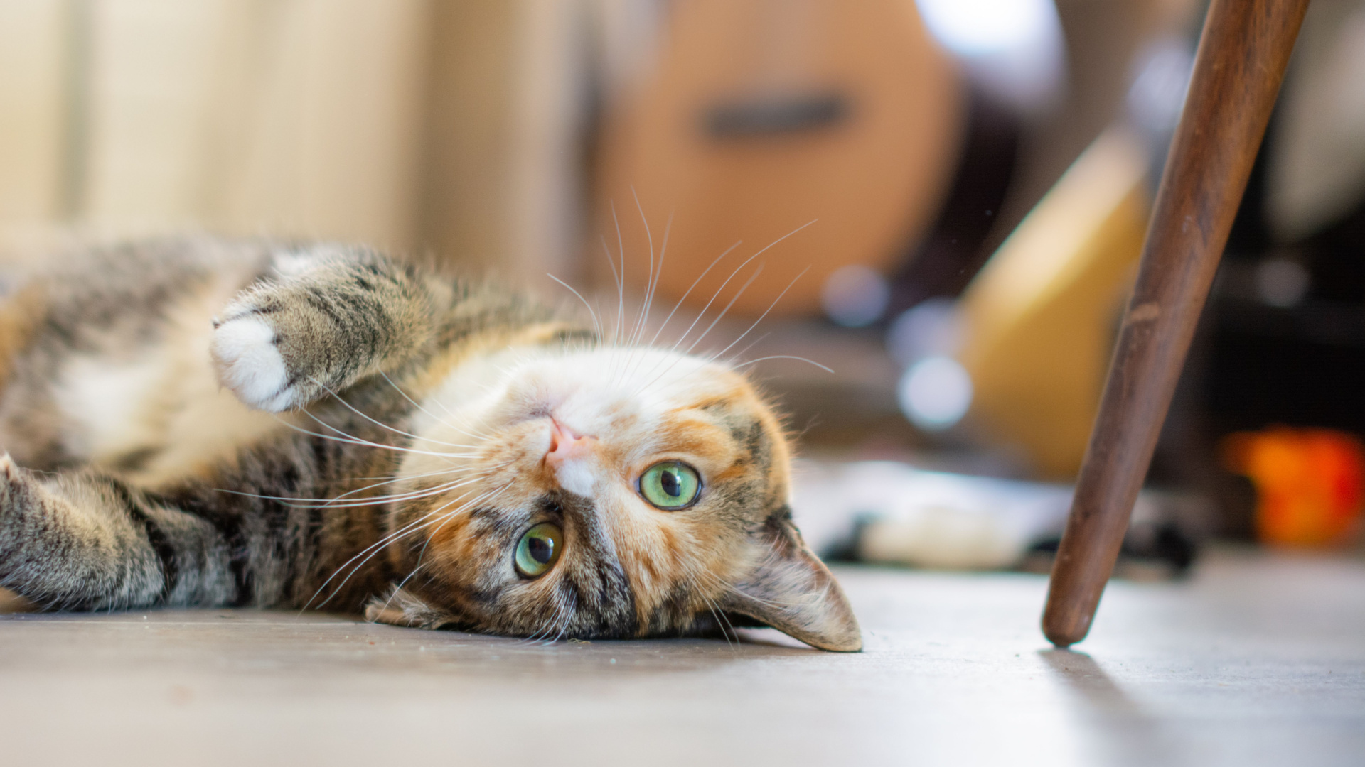 12 Myths About Cat Behavior That Even Experienced Owners Believe