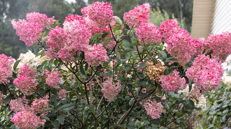 "Old Wood" Vs "New Wood" Hydrangeas: What's The Difference? (& Why It ...