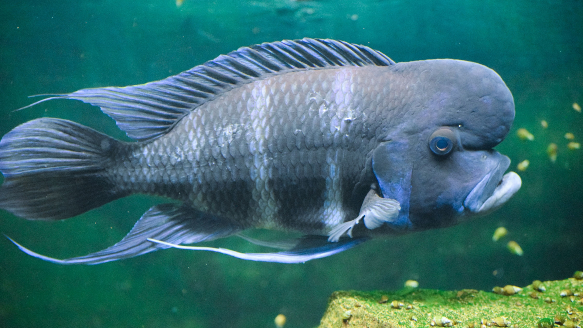 Funny Looking Fish With Big Foreheads