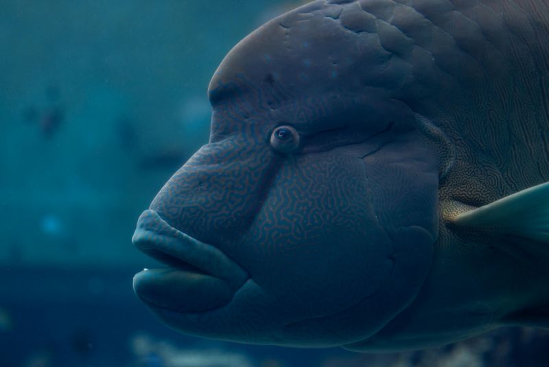 Funny Looking Fish With Big Foreheads