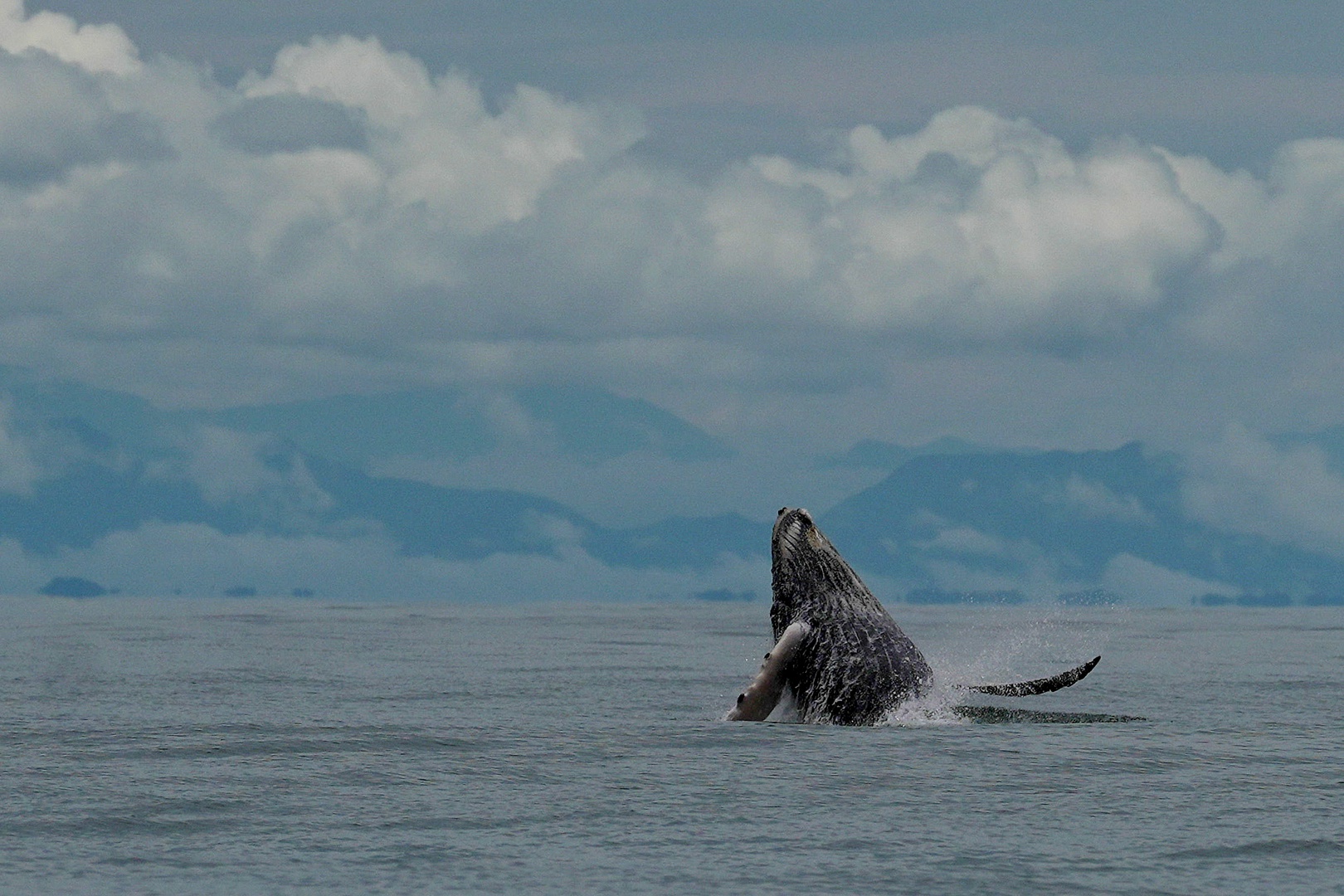 Las ballenas jorobadas y sus crías vuelven con su espectáculo al ...