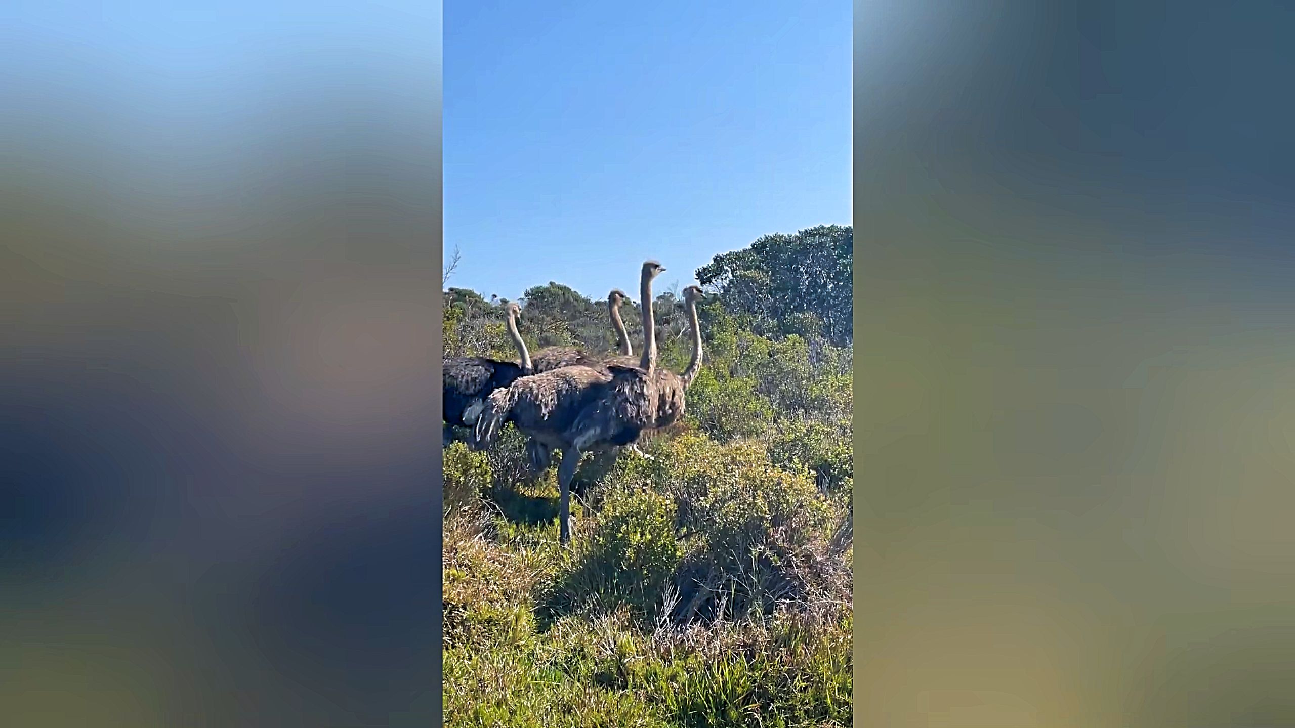 African Ostrich Group Spotted in the Wild