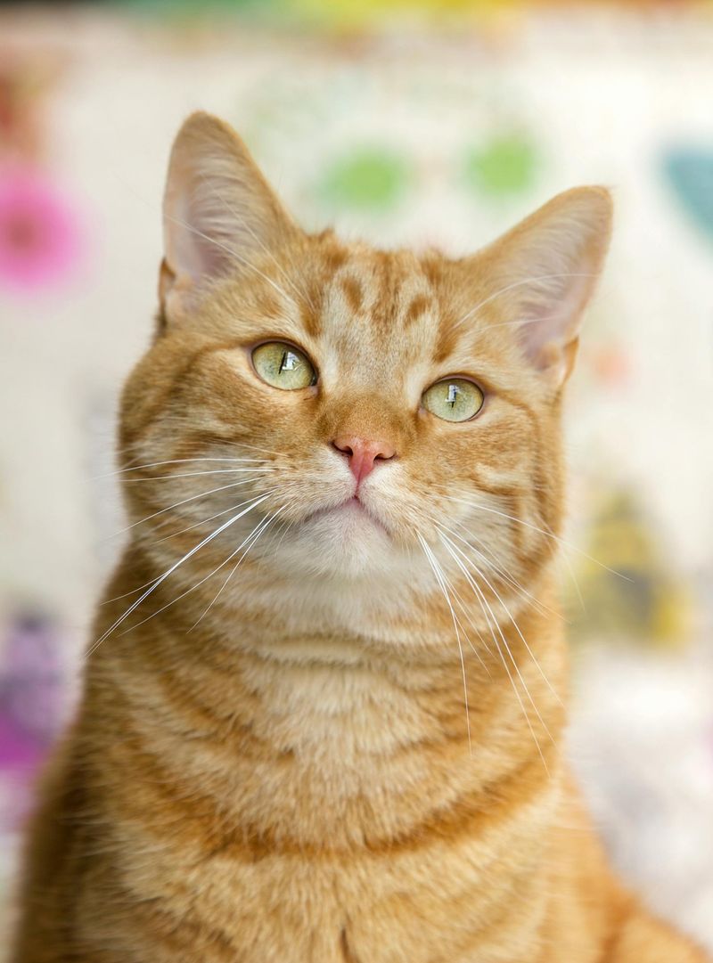 Tabby Cat Colors And How Rare They Are