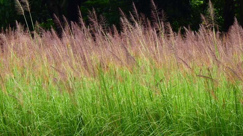 13 Plants That Work As Natural Pest Control In Your Yard Or Garden