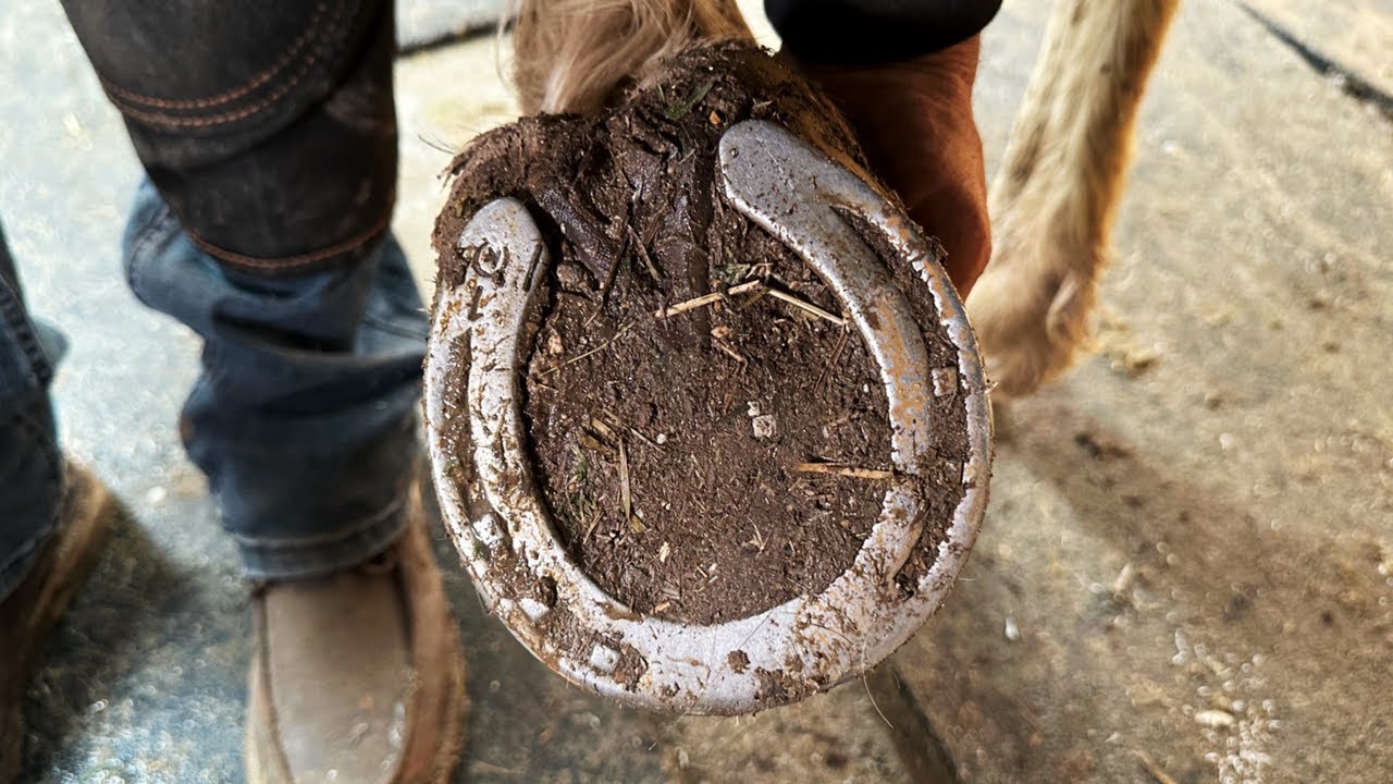 Satisfying horse shoe cleaning