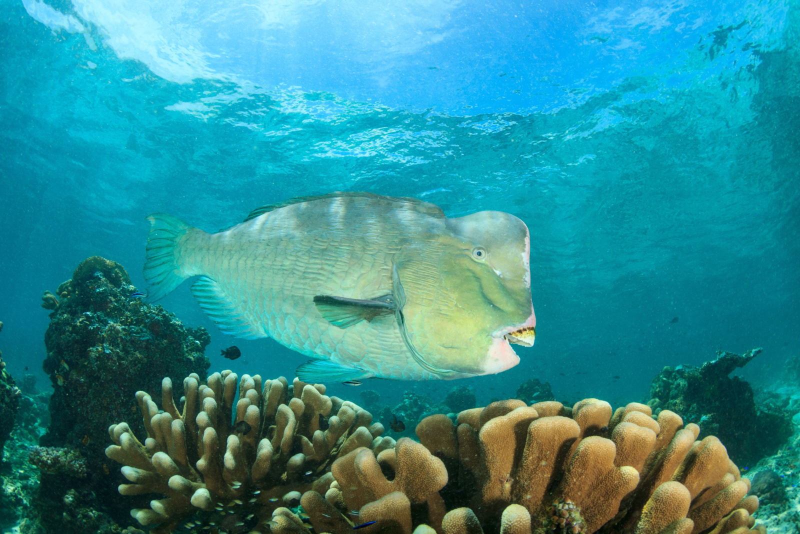 Funny Looking Fish With Big Foreheads