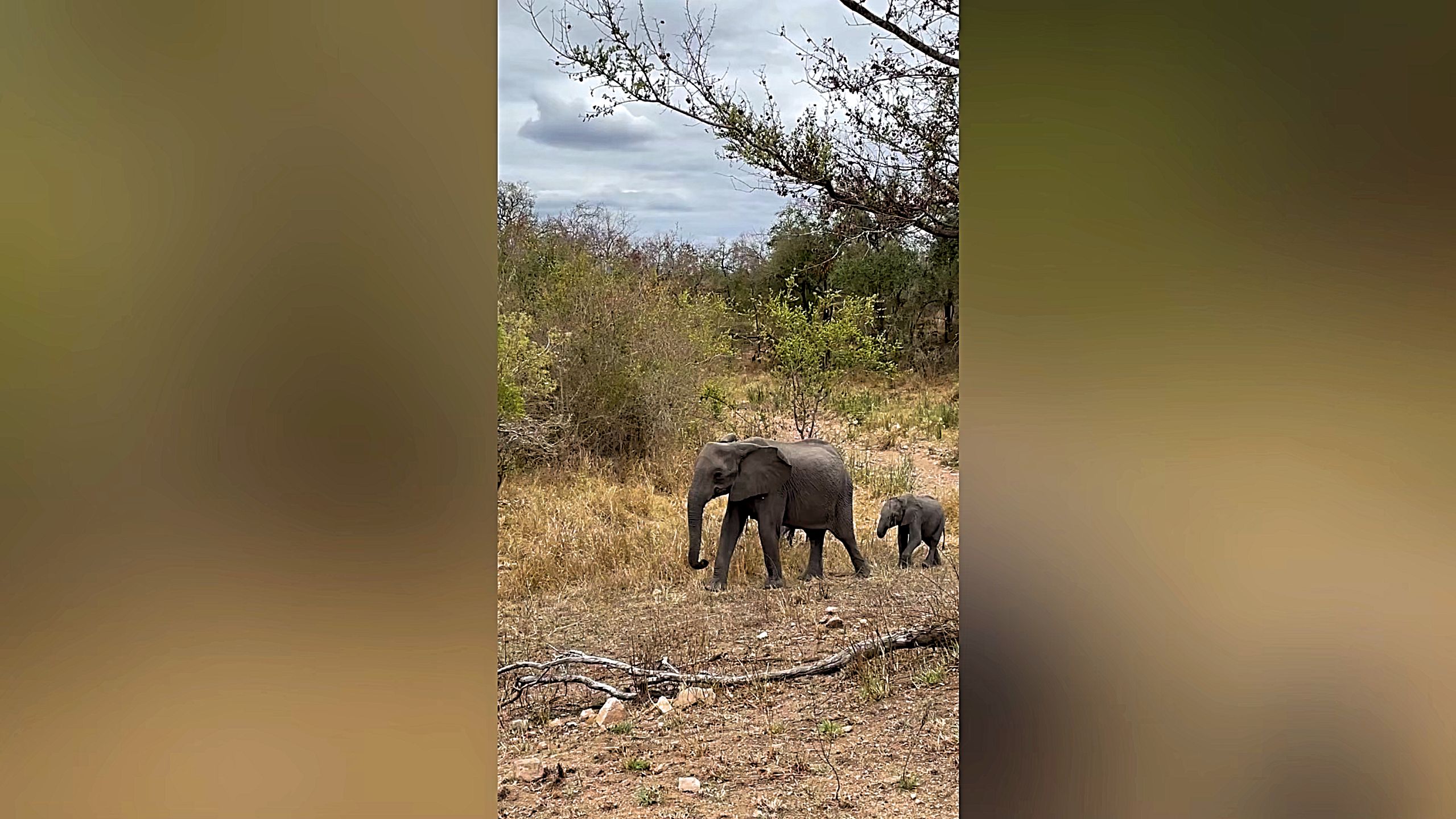 Elephant Family on a Journey in the Wild