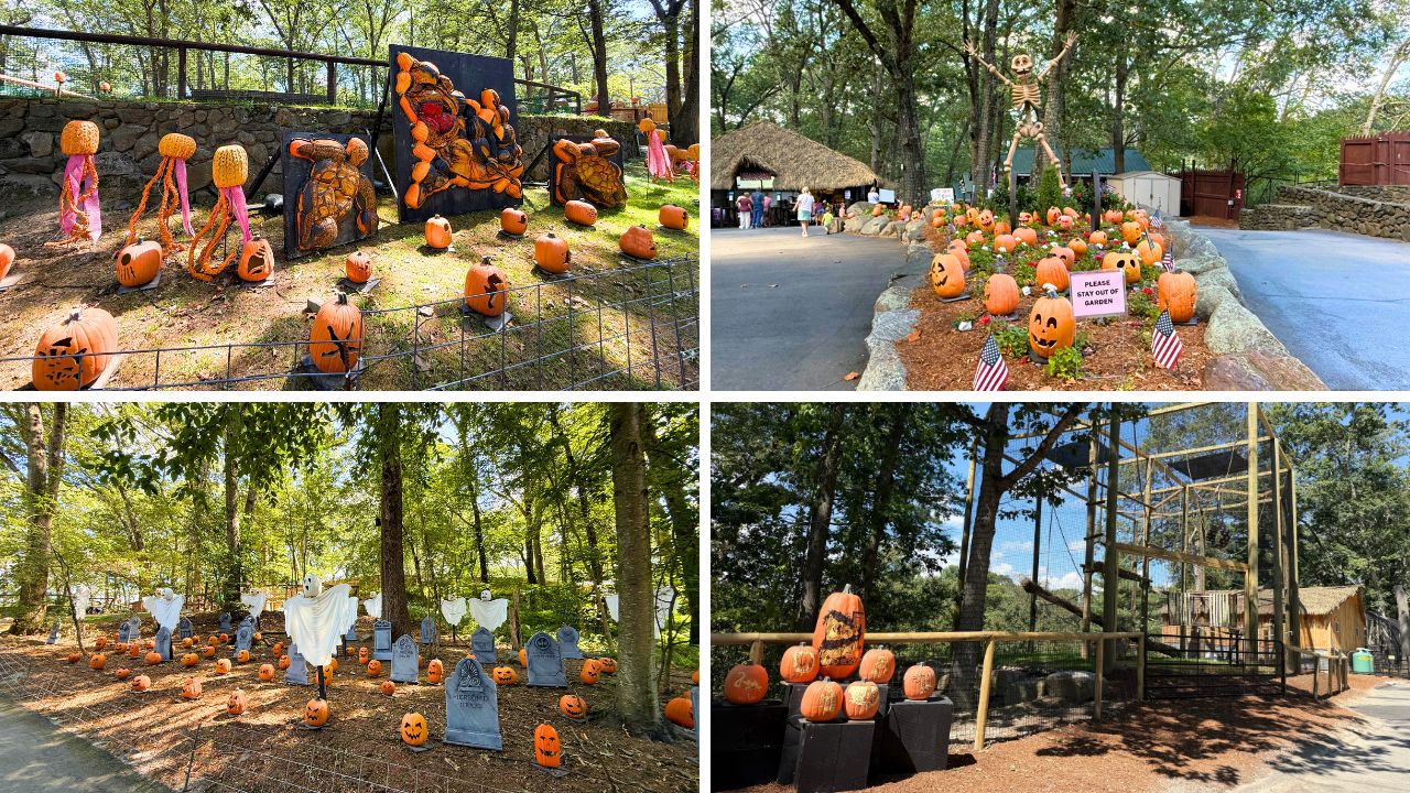 Celebrate Fall at New England's Largest Zoo's Harvest Fest: Beer Garden ...