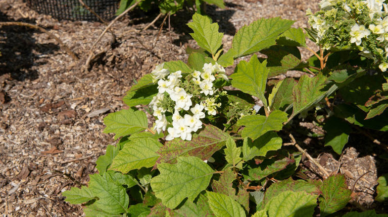 "Old Wood" Vs "New Wood" Hydrangeas: What's The Difference? (& Why It ...