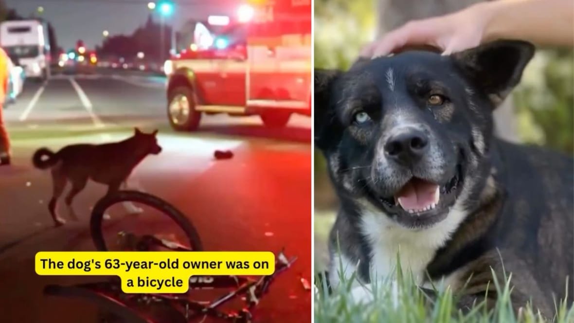 Dog Refuses to Leave His Owner After Hit-and-Run—Then a Rescuer Gives ...