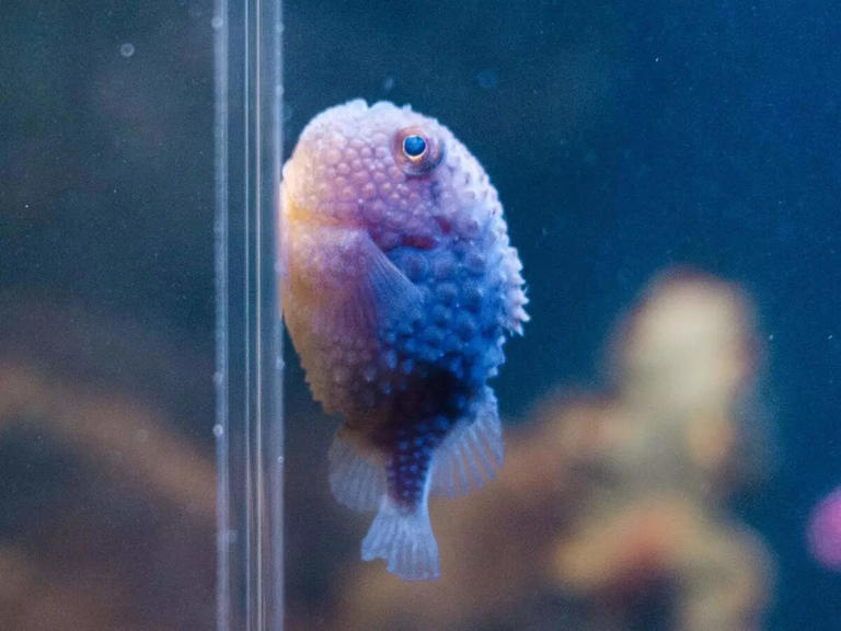 Deep sea cuteness: New snailfish species found 10,000 feet underwater ...