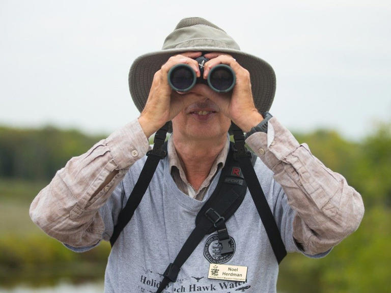 Festival of Hawks draws birdwatchers to Holiday Beach for annual ...