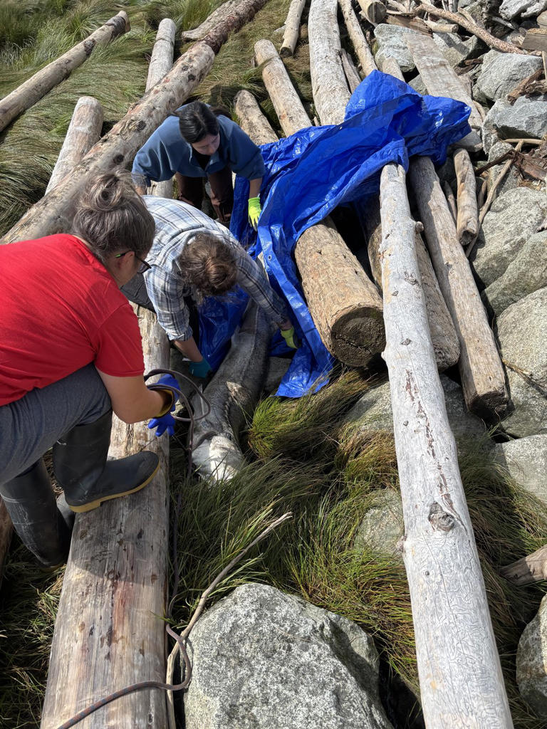 B.C. First Nation investigates sturgeon deaths, with plan to track ...