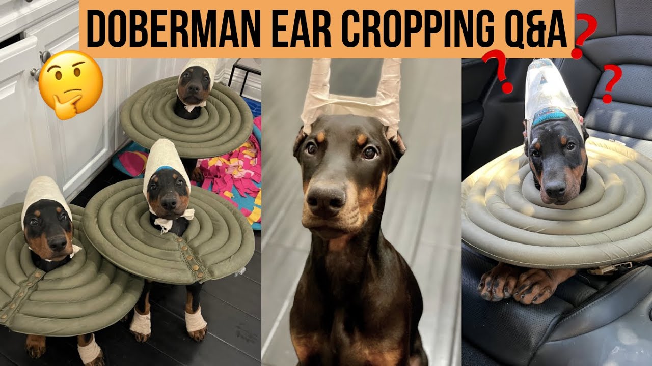 The honest truth about Doberman ear cropping and health
