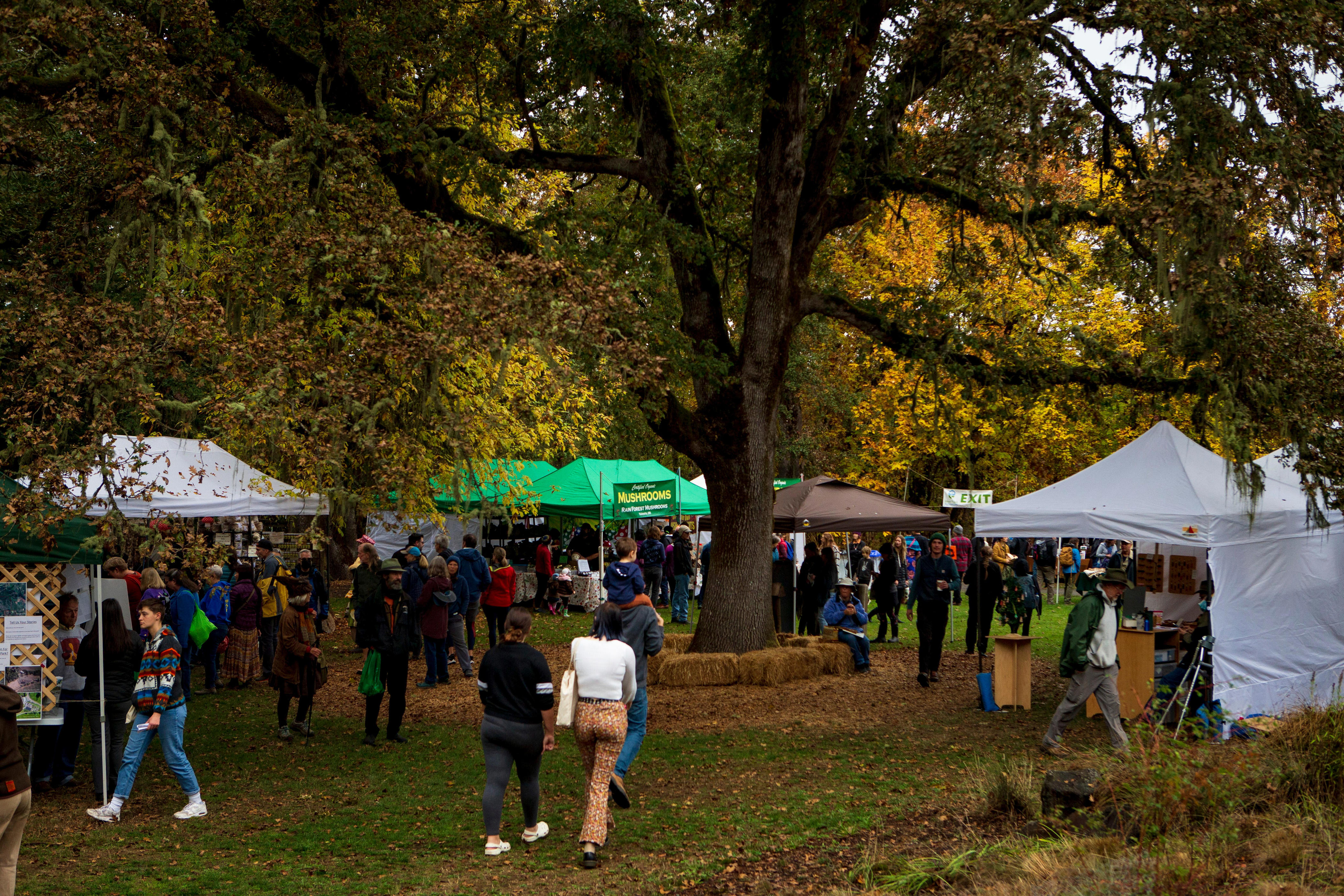 Where are fall festivals happening around Oregon? See list
